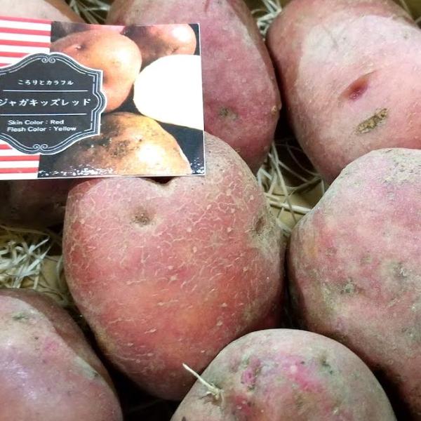 【発売日：2017年10月15日】【送料無料】北海道剣淵町産訳ありジャガキッズレッド10キロ【食用】北海道剣淵町の大地で育ったじゃがいもは、気候と土地がよく農作物はなんでも作ることができる所です。けんぶちVIVAマルシェでは約50種類のじゃ...