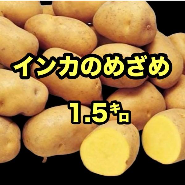 商品名: インカのめざめ　宅急便コンパクト　箱込み約1.5キロサイズ : おまかせ約10個から25個なかなかお目にかかれない、貴重種！アンデスで、晴れのお祭りにしか食べられなかった高級ジャガイモ「ソラナムフレファ」種を日本向けに改良したじゃ...