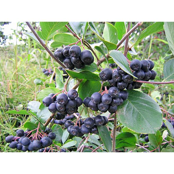 【発売日：2025年09月05日】アロニアは、北アメリカ原産のバラ科アロニア属の落葉低木です。渋味がありますので、ジャム、果実酒などにご利用ください。アロニアには、ポリフェノール成分が豊富に含まれており、ビタミンA、K、E、葉酸などのビタミ...