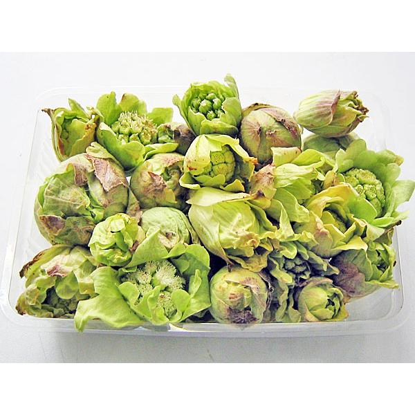 【発売日：2026年03月30日】【4月上旬から出荷を開始します】雪解けとともに顔を出すフキノトウは、春の旬菜として、日本料理には欠かすことのできない食材です。独特の香りと苦味がありますので、「ふきのとう味噌」や「天ぷら」が一番です。【商品...