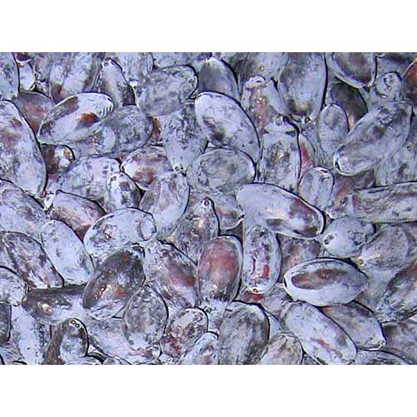 【発売日：2025年07月05日】【2023年産ハスカップの発送は終了しました。新物は本年7月上旬から発送を開始します。】ハスカップは、シアニジンを豊富に含む、北海道に育つ小さな果実です。原産地は、ロシアのバイカル湖周辺といわれ、シベリアか...