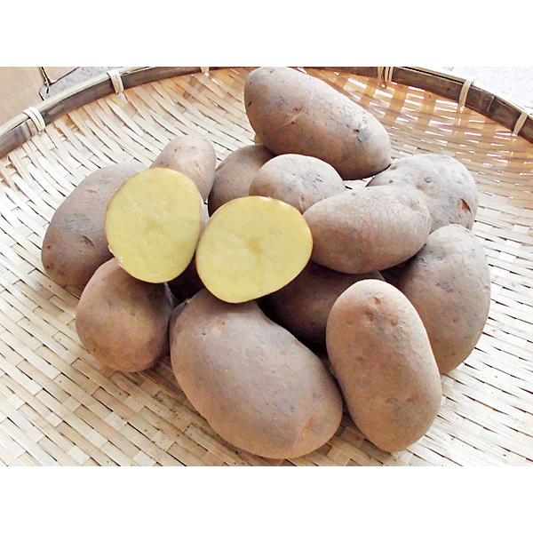 【発売日：2025年10月10日】【10月中旬から発送を開始します】ホッカイコガネは、フレンチフライ用として育成された品種で、皮付きのナチュラルカットにすると、きれいに揚がります。煮くずれが少ないため、煮込み料理やポテトサラダにも適していま...