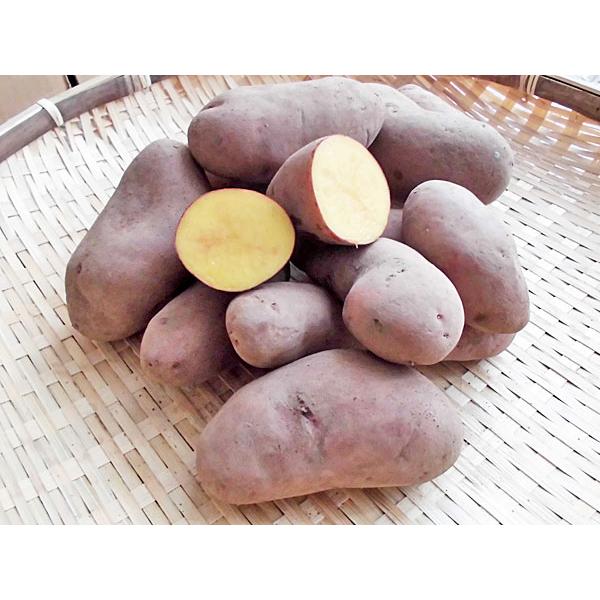 【発売日：2026年10月10日】【10月中旬から発送を開始します】タワラヨーデルは、2011年に登録された新品種で、やや粘質の果肉は火の通りがよく、煮くずれしにくいじゃがいもです。市場では、取引されていない品種で、甘みがあるため、女性に大...