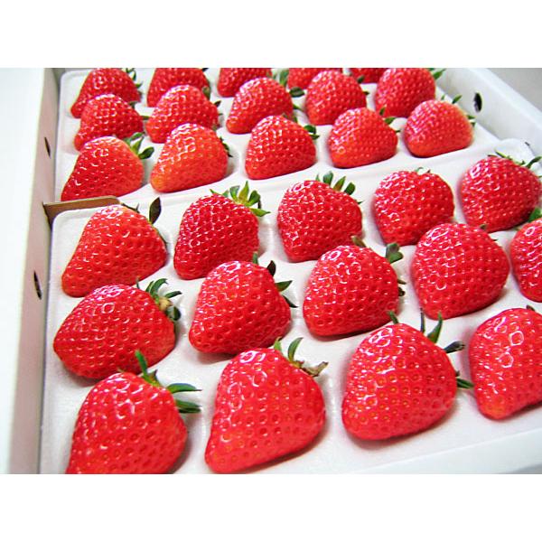 【発売日：2026年06月30日】【7月上旬から出荷を開始します】冷涼な北海道の気候を活用し、端境期の7月から出荷を開始する「夏いちご」は、果肉のしまりが良く、さわやかな酸味のあるいちごです。主に洋菓子などの業務用として出荷されますが、生ク...