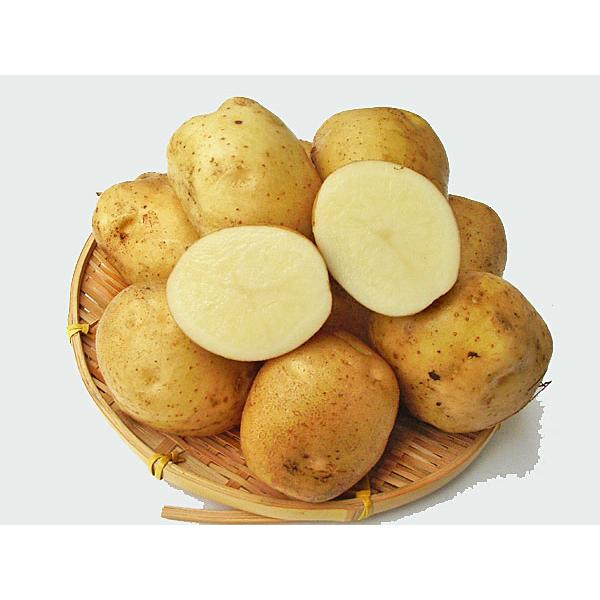【発売日：2026年10月10日】【10月中旬から発送を開始します】きたひめは、ポテトチップス用として開発された品種で、2001年に北海道優良品種として指定され、2005年に種苗登録されました。煮崩れが少ないため、煮込み料理やポテトサラダに...