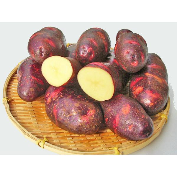 【発売日：2026年10月10日】【10月中旬から発送を開始します】クワタルパンは、長崎県雲仙市の俵農場・俵正彦さん（故人）が育成した15品種のうち、品種登録に至らなかった5品種のひとつです。 やや粘質で、しっとりとした食感があります。ポテ...