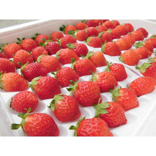 【発売日：2026年06月30日】【7月上旬から出荷を開始します】冷涼な北海道の気候を活用し、端境期の7月から出荷を開始する「夏いちご」は、果肉のしまりが良く、さわやかな酸味のあるいちごです。主に洋菓子などの業務用として出荷されますが、生ク...