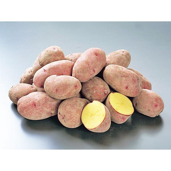 【発売日：2026年10月10日】【10月中旬から発送を開始します】皮が赤く、果肉が鮮黄色のレッドムーンは、肉ジャガ、カレーやシチューなどの煮込み料理に適したジャガイモです。旨味があり、甘みもあってホクホク感もたっぷりです。【商品内容】◆レ...