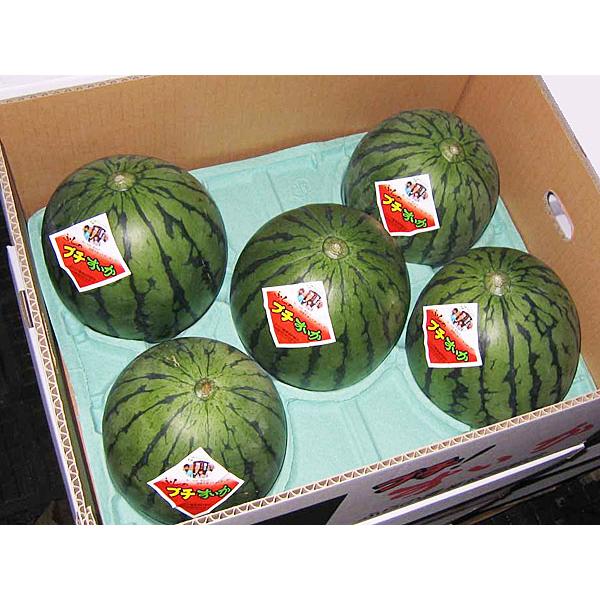 【発売日：2026年07月08日】プチ西瓜ひとりじめは、果肉がフルーティーで甘味が強く、冷蔵庫での保存に便利な小玉サイズの西瓜です。平均糖度は１２度で甘味豊かなすいかです。大玉すいかに負けないシャリシャリ感もあり、皮が薄いため、ギリギリまで...
