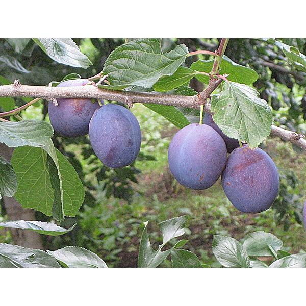 【発売日：2026年09月30日】【10月中旬から発送を開始します】西洋スモモ（プラム）の一種であるプルーンは、ジューシーで、甘さと酸味のバランスに優れた健康果実です。甘みが強く、酸味が少ない大玉のプレジデントは、糖度16〜17度、大玉系の...