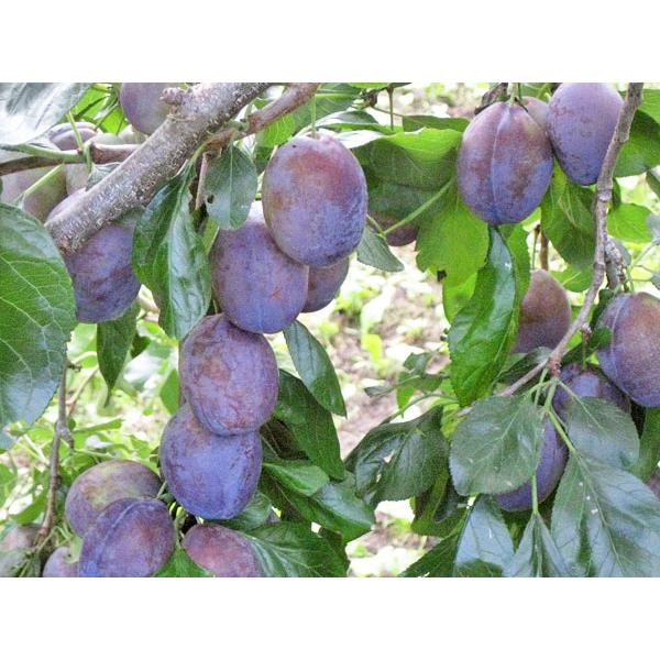 【発売日：2026年09月20日】【9月下旬から発送を開始します】西洋スモモ（プラム）の一種であるプルーンは、ジューシーで、甘さと酸味のバランスが良い健康果実です。中玉サイズのスタンレイは、糖度約16〜18度、最も良く知られたプルーンです。...