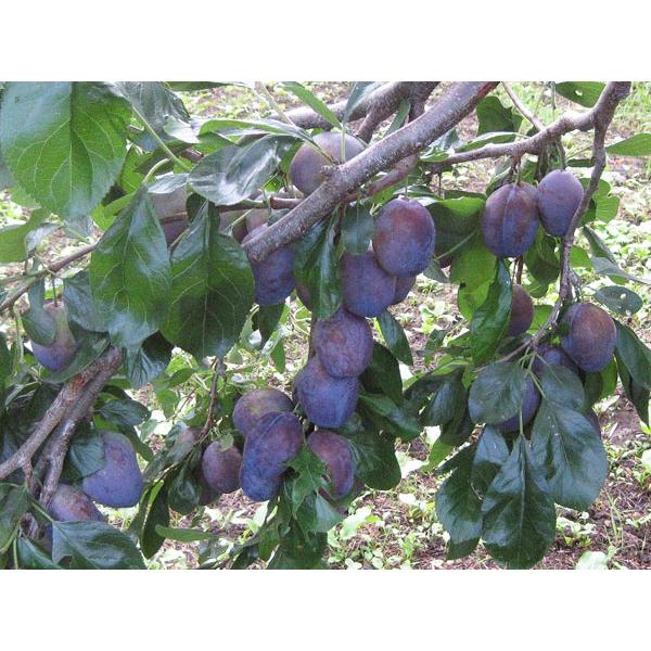 【発売日：2026年09月30日】【10月中旬から発送を開始します】西洋スモモ（プラム）の一種であるプルーンは、ジューシーで、甘さと酸味のバランスが良い健康果実です。小玉サイズのシュガーは、糖度約16〜18度、プルーンの中では最も甘い高級品...
