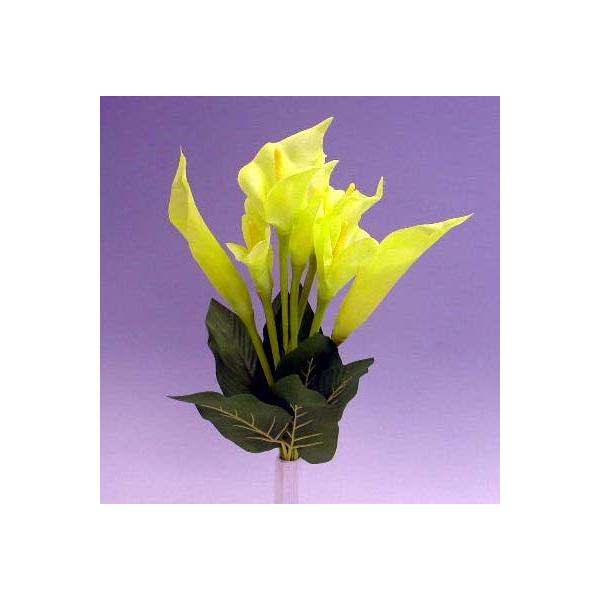 カラーという花は季節感はあまりないような気がします。初夏ですかね？お求めやすい特別価格です。花6輪。花のサイズ15cm枝の長さ45cm＊商品の仕様は変更になる場合がございます