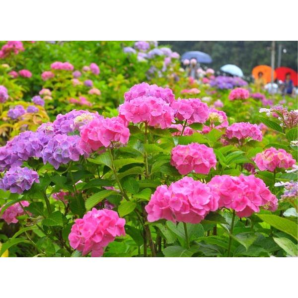ピンク、紫など、色とりどりのアジサイの花に、雨が当たり、一際、綺麗な色に見えます、また片隅に映っている傘の花も綺麗です。　　　　　　　　額に入れても、パネルにしても、何処に飾っても映えます。　　　　　　　　　　　　　　　　　　　　　　　写真...