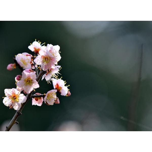 バックの黒に、ピンクの梅の花、まさに春の代表的な写真です。　　　　　　　　　　　　　　　　　　　　額に入れても、パネルにしても、何処に飾っても映えます。　　　　　　　　　　　　　　　　　　　　　　　写真サイズ・四ッ切りワイドサイズ。写真屋さ...