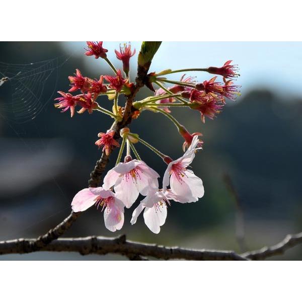 サクラの花がほとんど散って、少し残った花びらが切なく、春の終わりを想わせます。　　　　　　　　　額に入れても、パネルにしても、何処に飾っても映えます。　　　　　　　　　　　　　　　　　　　　　　　写真サイズ・四ッ切りワイドサイズ。写真屋さん...