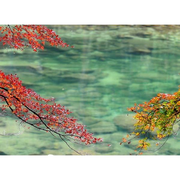 愛知県で紅葉で有名な　香嵐渓に流れている川の水面をバックに紅葉が映えています。　　　　　　　　　　　　　　　　　　　　　　　　　　　　　額に入れても、パネルにしても、何処に飾っても映えます。　　　　　　　　　　　　　　　　　　　　　　　写真...