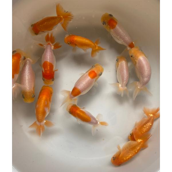 6月孵化、元気です