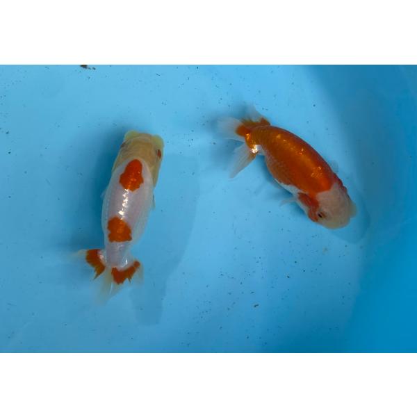 オスメス2匹セット　13cm 白系背に2点赤がメスです。オスの尾に裂けあります。