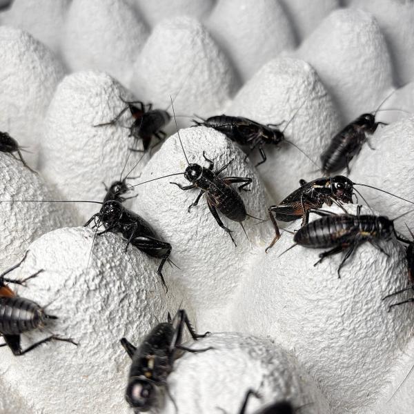 クロコオロギ　40g 　約50匹程度クロコ　20-30mm 死着保証として多めに入れさせていただいております。