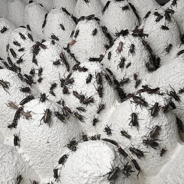 クロコオロギ　100匹程度クロコ　7-9mm 死着保証として多めに入れさせていただいております。