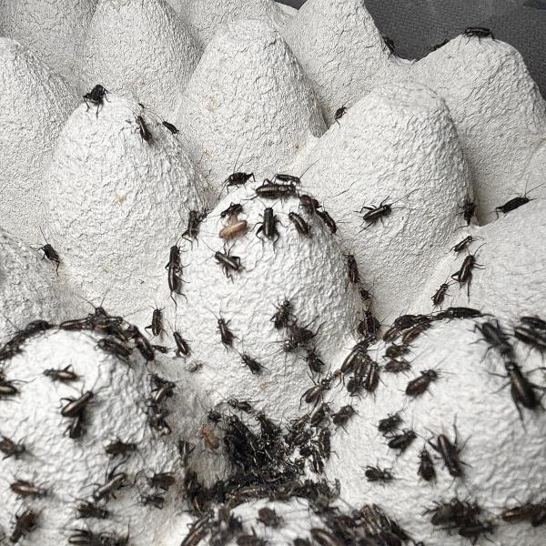 クロコオロギ　50匹程度クロコ　4-6mm 死着保証として多めに入れさせていただいております。