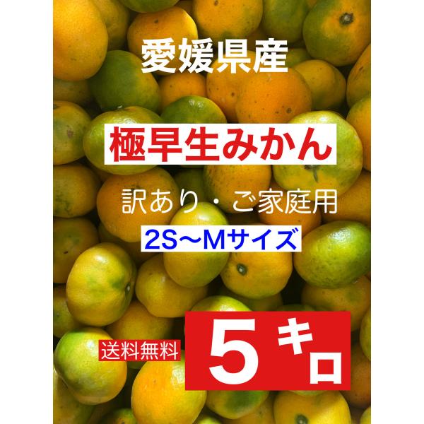 【発売日：2026年11月01日】キーワード：極早生みかん 2S-Mサイズ　疲労回復　風邪予防 ・ビタミン補給　訳あり　送料無料・産地：愛媛県西宇和八幡浜・内容量：5キロ・商品形態：常温・賞味期限：お早めにお召し上がりください・保存方法：直...