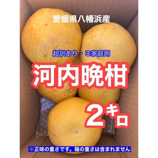 愛媛県産 河内晩柑 2kg【超訳あり・ご家庭用】お試し用「超訳ありって、どんな商品ですか？」というご質問を多くいただくため、お試しいただきやすい2kgサイズをご用意しました。【超訳あり】とは…果皮にキズ・スレ・黒点・変色などが多くあります。...