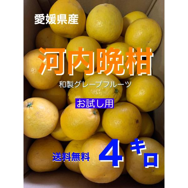 【発売日：2026年04月15日】キーワード：愛媛県産河内晩柑4キロお試し・たっぷりな果汁・爽やかな香り・ビタミン補給・わけあり　ご家庭用・クエン酸・美容・健康　ジャム　和製グレープフルーツ 美生柑・宇和ゴールド・ジューシーフルーツ・産地：...