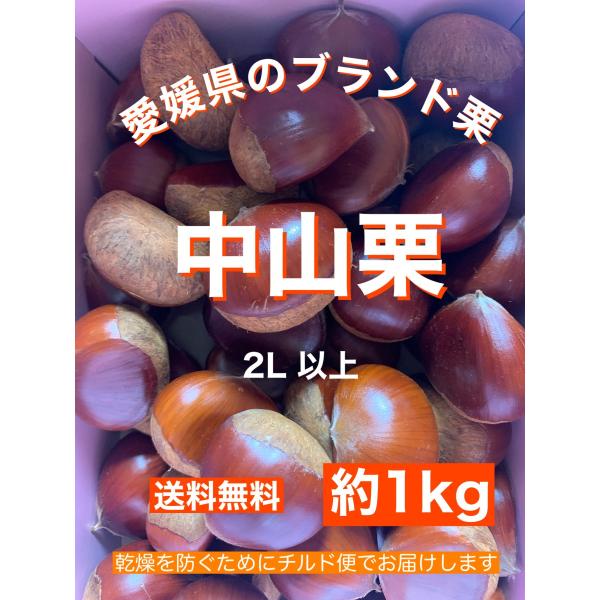 【発売日：2026年10月01日】愛媛県産　中山栗　1キロ（生栗）ご家庭用　送料無料　お菓子・栗ご飯・渋皮煮 ※乾燥を防ぐためにチルド便でのお届けになります 贈答用は出来かねます。ご了承下さい。   ★リサイクル箱でお届けする場合があります...
