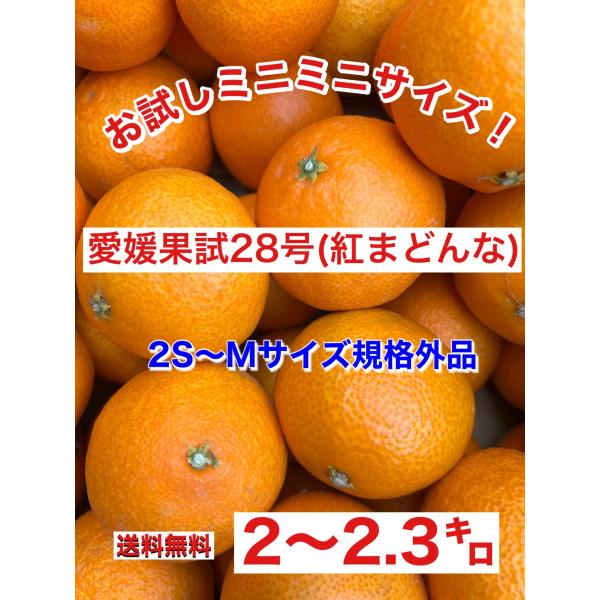 愛媛県産　愛媛果試28号(紅まどんな)お試しにいかがでしょうか♪食べやすいミニサイズ！！の愛媛果試28号(紅まどんな)入荷です！！愛媛が誇る高級柑橘です！ゼリーのような食感と甘い香り、ジューシーな果汁が口いっぱいに広がります。お子様からご高...