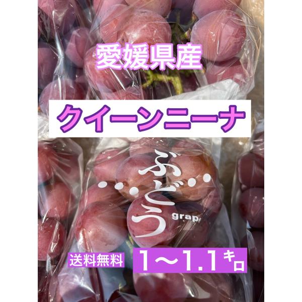 愛媛県産　クイーンニーナ　1〜1.1キロ　2房入り　ご家庭用 糖度20〜22度当店の店主おすすめ商品です！！クイーンニーナ入荷しました！大粒でジューシー。食べ応えバッチリです。酸味が少ないので、お子様からご年配の方まで幅広くお召し上がりいた...