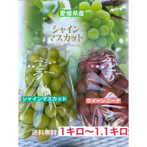 愛媛県産　シャインマスカット・クイーンニーナ　2房の合計が1キロ〜1.1キロです。　　訳あり・ご家庭用　送料無料★訳あり商品のため、傷・ヤケがある場合がありますが、味は問題ありません。 ※常温便でのお届けになります 贈答用は出来かねます。ご...