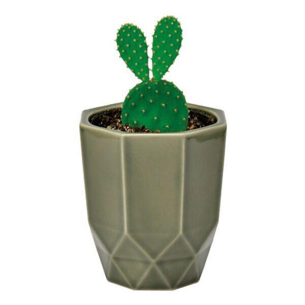 直線的なデザインがクールな八角形の陶器鉢でサボテンを育てます。きりっとした鉢のフォルムと透明感のあるシックな色味は、落ち着いたインテリアにも馴染みます。ユニークな姿へゆっくりじっくりと変化するサボテンは忙しい毎日を過ごす人に贈る、癒しのギフ...