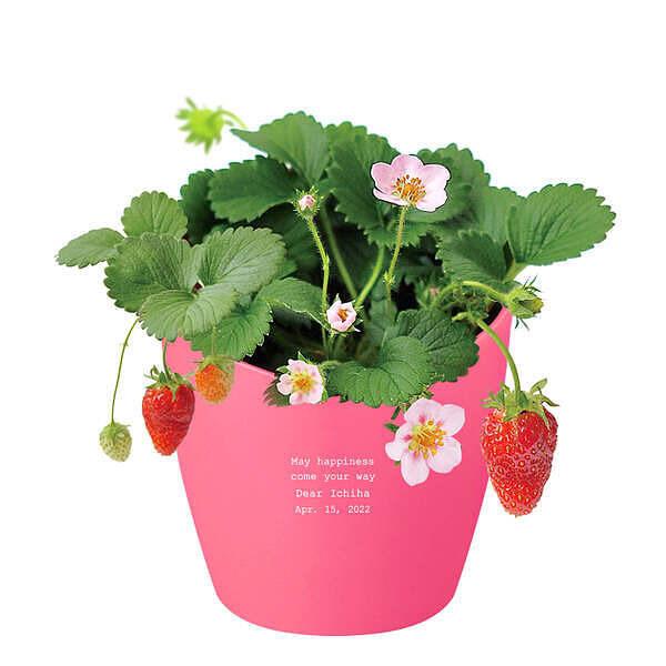 種から育てるイチゴの栽培キットです。育てる楽しさを贈ることができます。ハート形のポットにご希望のメッセージが入ります。文字のカラー : ホワイトサイズ : 約 W115 x D115 x H123 mmセット内容 : ハートポット, インナ...