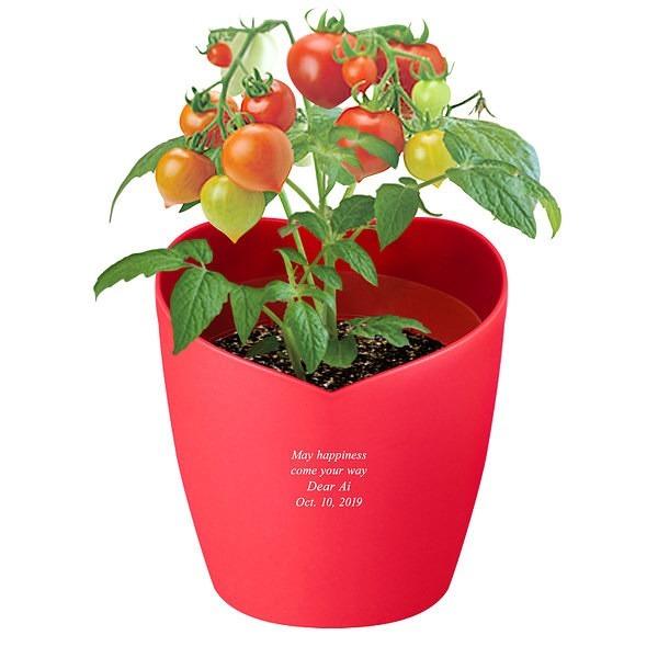 種から育てるミニトマトの栽培キットです。育てる楽しさを贈ることができます。ハート形のポットにご希望のメッセージが入ります。文字のカラー : ホワイトサイズ : 約 W115 x D115 x H123 mmセット内容 : ハートポット, イ...
