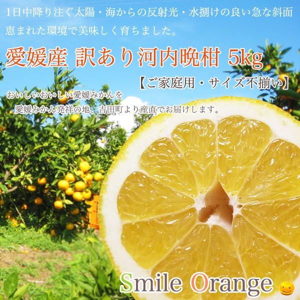河内晩柑は、大玉の柑橘にも関わらず、果肉は大変柔らかく、果汁もたっぷり含んでおり、食べやすい柑橘です。さっぱりとして風味が良く後味が爽やかなので、暑くなってくる季節の水分補給にピッタリです。和製グレープフルーツと言わますが、グレープフルーツ...