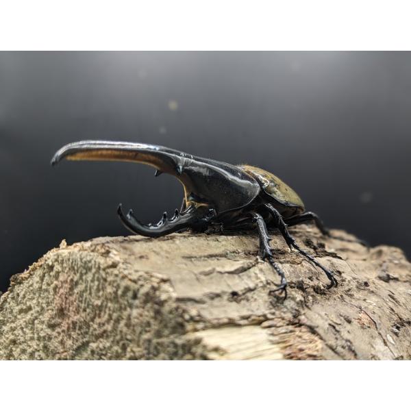 【発売日：2023年01月25日】ヘラクレス・ヘラクレス産地　グアドループ島累代　CBサイズ　♂150ミリ〜155ミリ　　　　♀Free羽化日　店頭の在庫より発送いたします。　　　　既に餌をだべ始めているもの、餌を食べていないものがいます。...