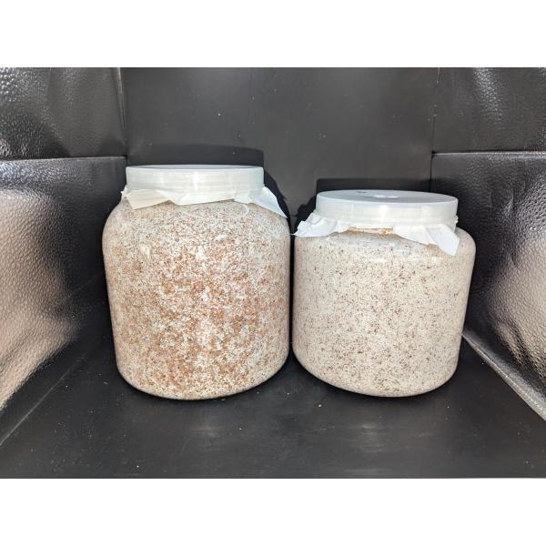 オオヒラタケ菌糸瓶コナラ100％九州にございますショップでブリーダーでもあるキューティーアニマル様のオリジナルオオヒラタケ菌床を詰め替えたものになります。カワラ種以外で菌糸飼育対応種に幅広く使用していただけます。特にヒラタクワガタでの実績が...