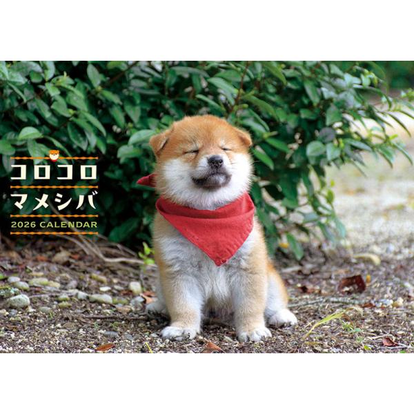 【発売日：2025年09月20日】■タイトル／コロコロマメシバ■品番／CL26-381■JAN／4968855260030■サイズ・仕様／51×36cm・28P / ヒラ