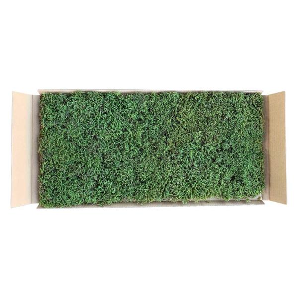 【別名】　ヤネゴケ