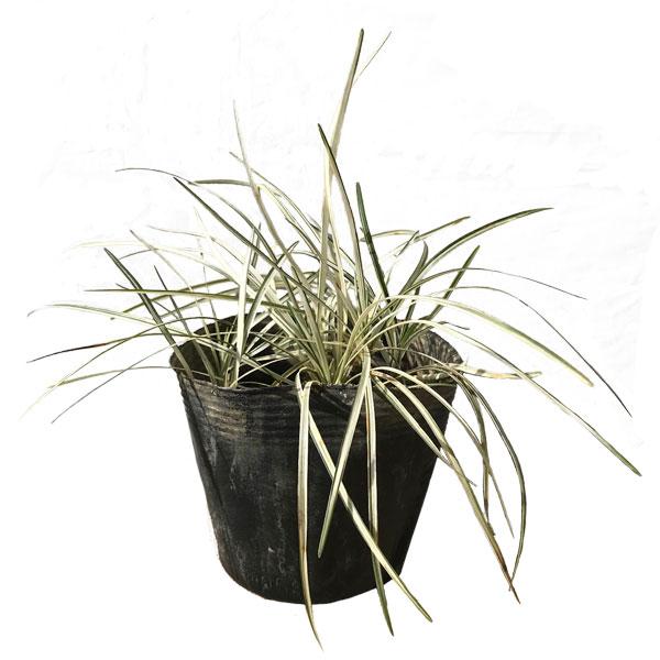 【特徴】リュウノヒゲの園芸種