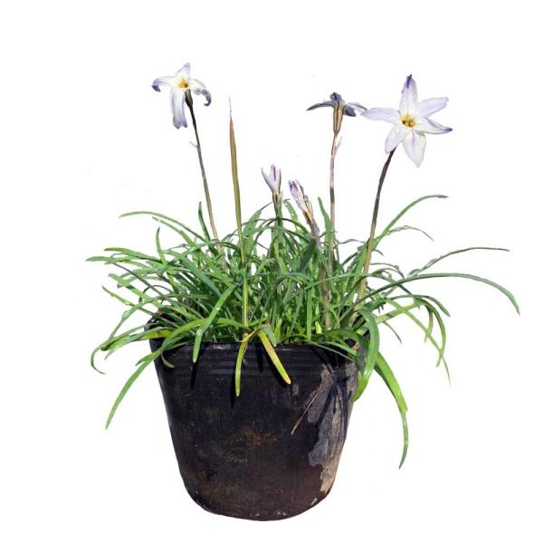 【別名】イフェイオン、セイヨウアマナ