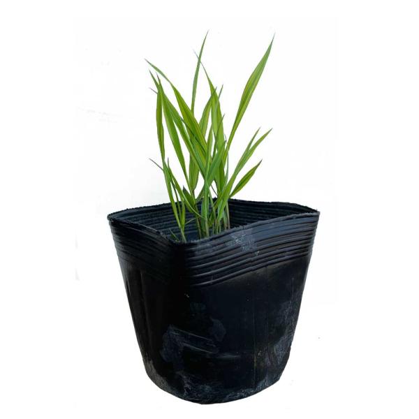 【特徴】風知草の斑入り種