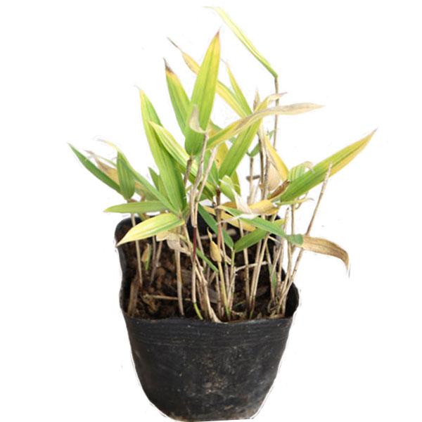 【特徴】小型の笹