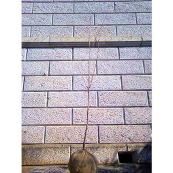 【特徴】桜の原種の一種