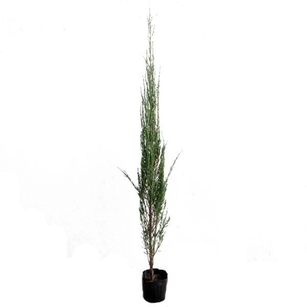 スカイロケットはその名の通り、ロケット型の形が特徴的なコニファーです。葉色は緑色で、冬には色が落ちてやや褐色になります。◆◇お客様へ◇◆梱包には十分注意しておりますが、スカイロケットは上部先端の枝先が非常に柔らかいため、輸送中に折れてしまう...