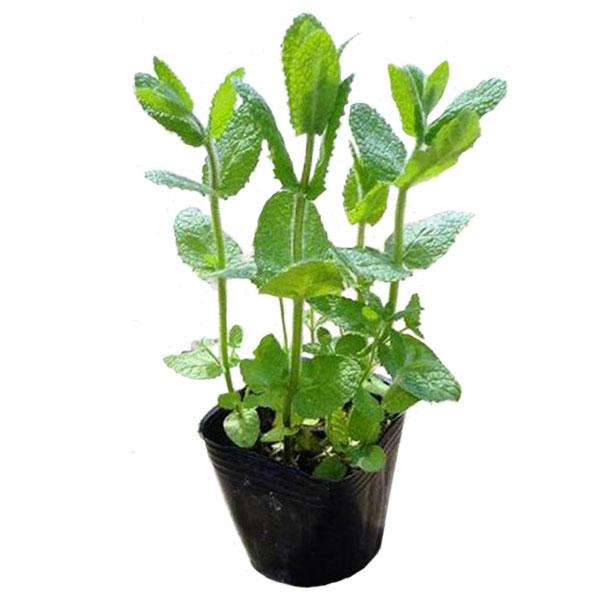 【別名】マルバハッカ