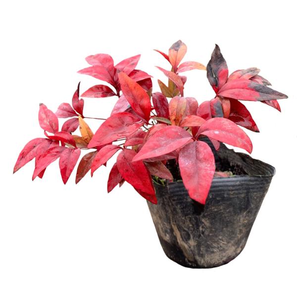 【別名】オカメナンテン、ゴシキナンテン