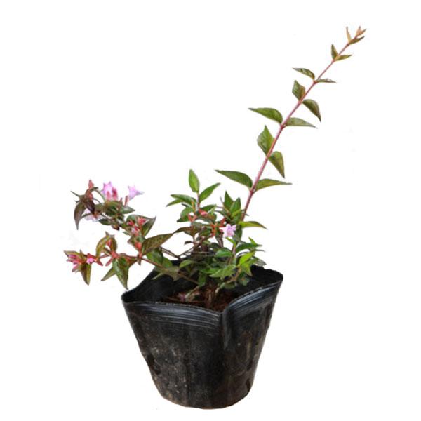 【別名】ハナツクバネウツギ、ハナゾノツクバネウツギ